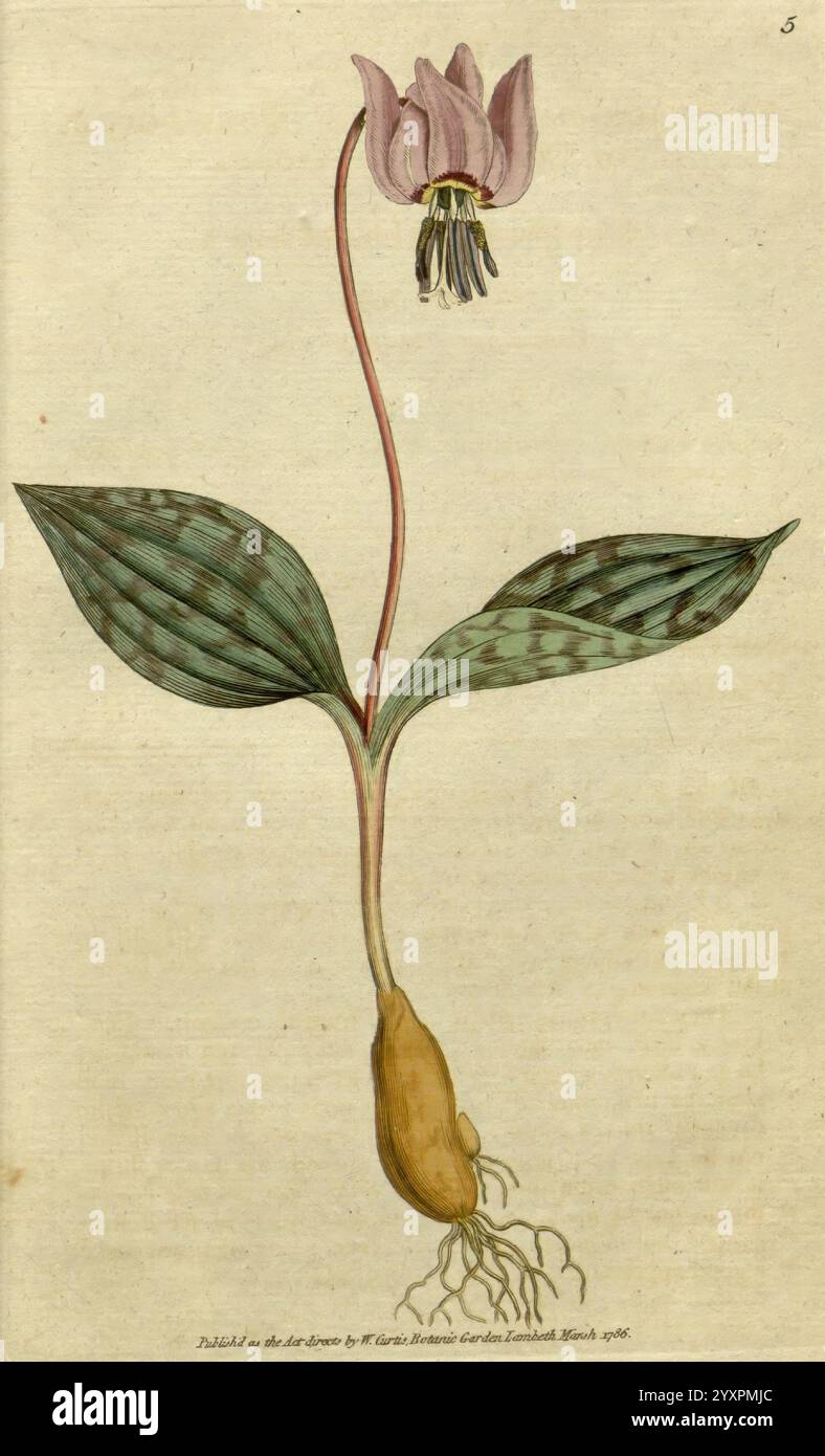 Prominent root system supports hi-res stock photography and images - Alamy