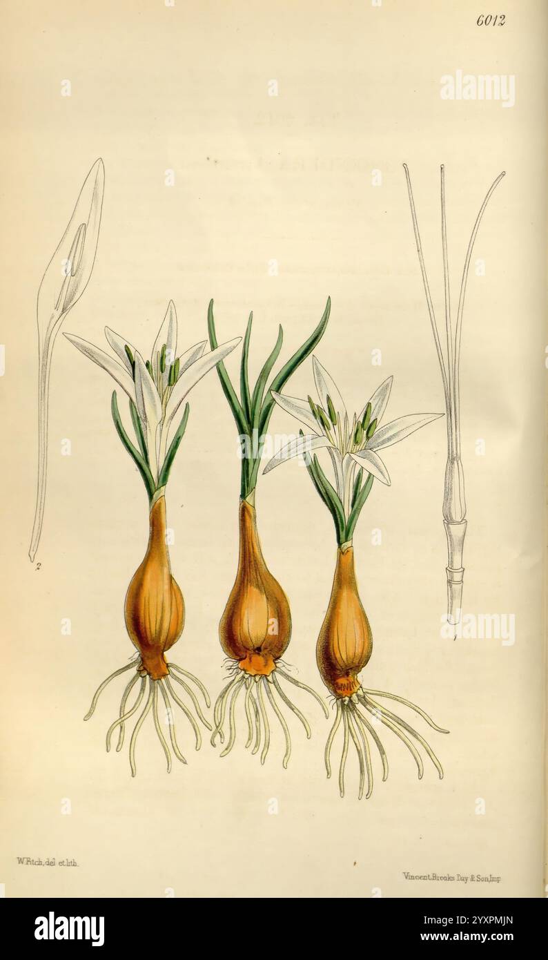 Curtis's botanical magazine, London, New York, botanical illustration ...