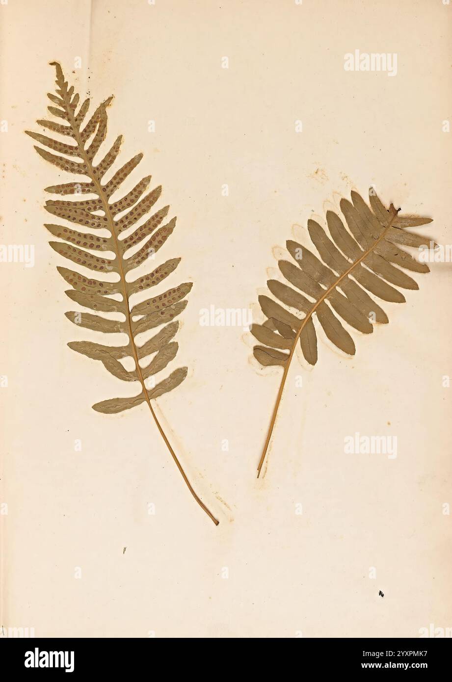 First leaf features hi-res stock photography and images - Alamy