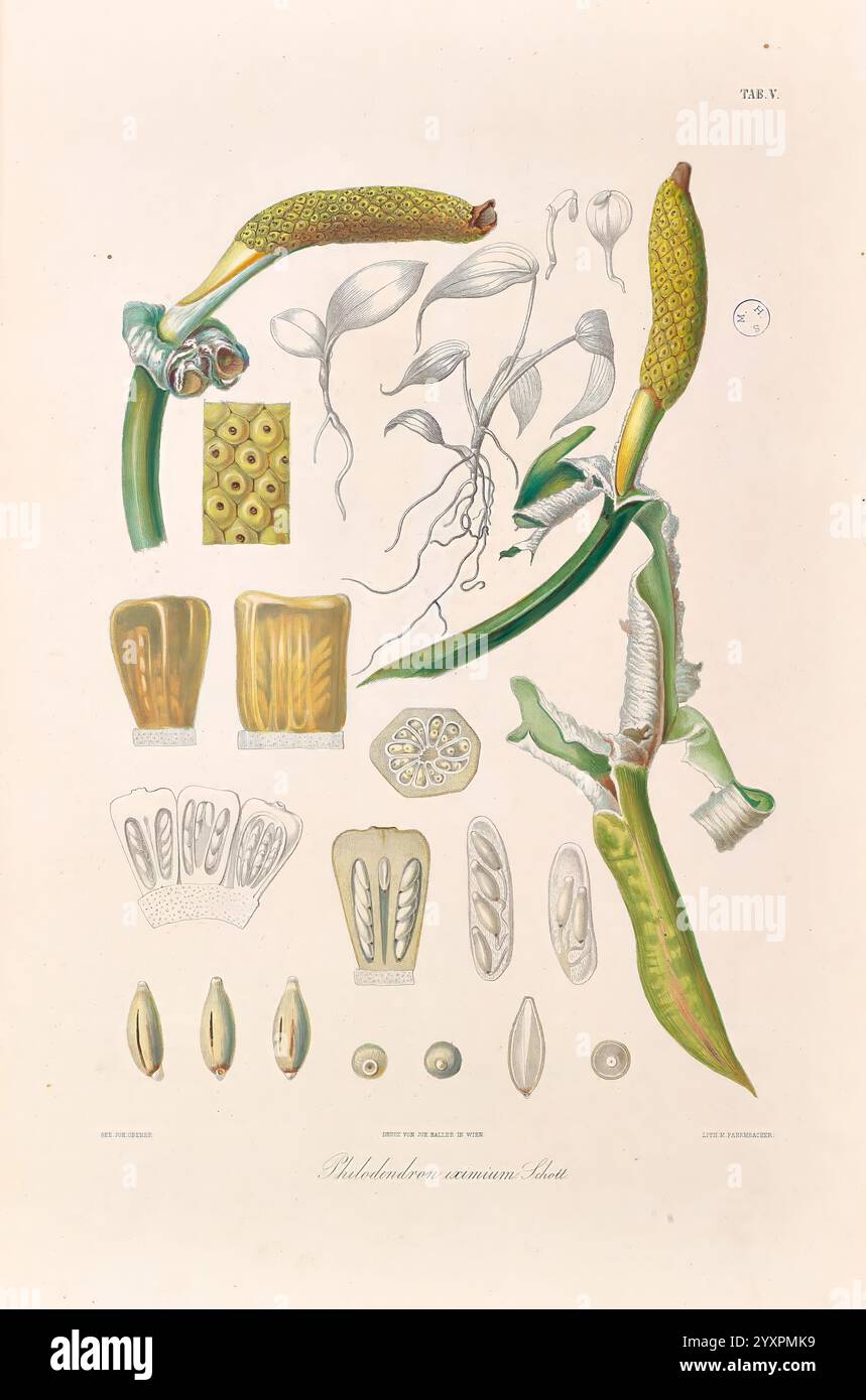 1857 araceae pictorial hi-res stock photography and images - Alamy