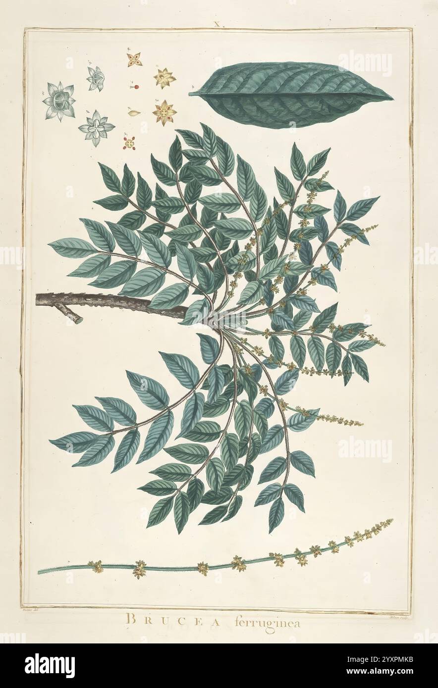 Brucea ferruginea plant hi-res stock photography and images - Alamy