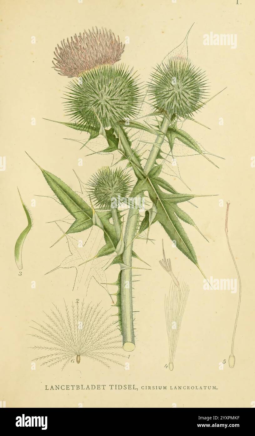 Lance leaved thistle hi-res stock photography and images - Alamy