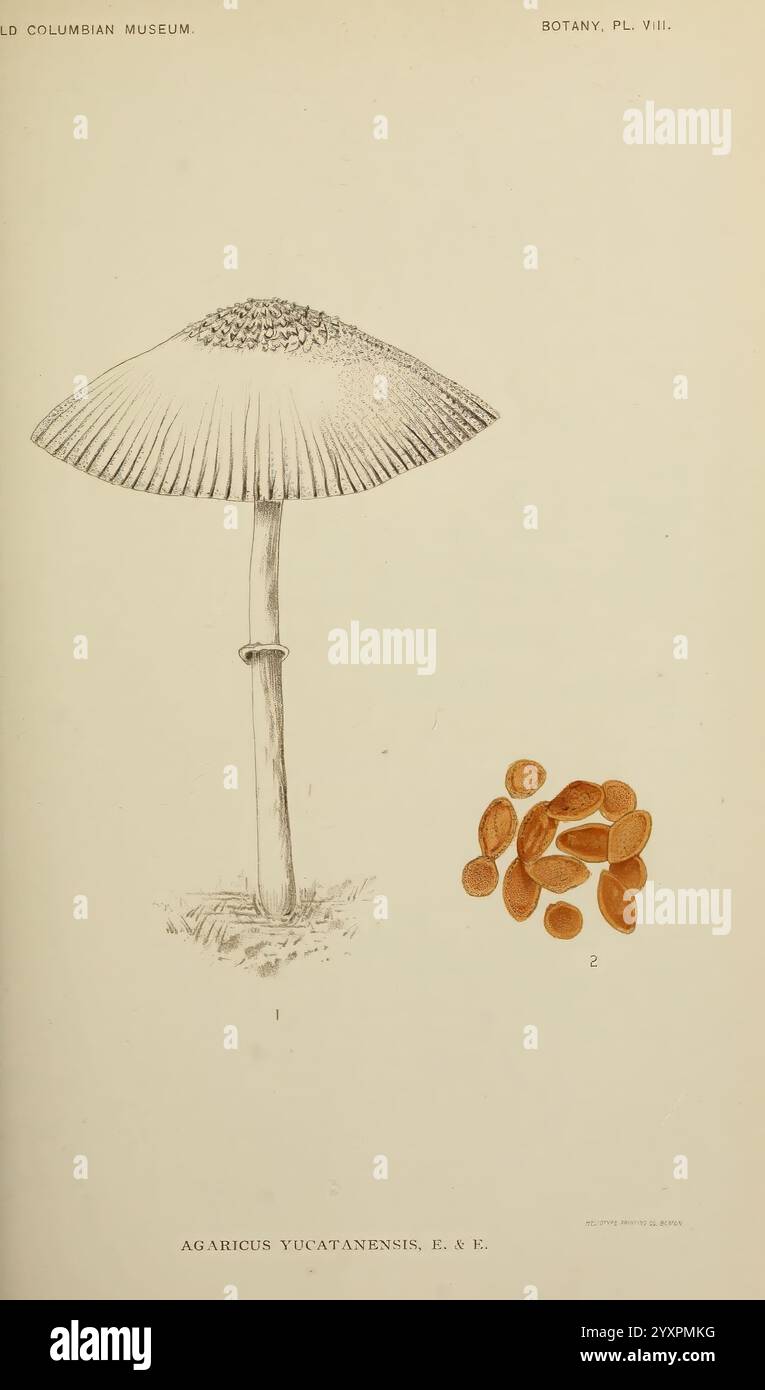 Representation combines scientific accuracy hi-res stock photography ...