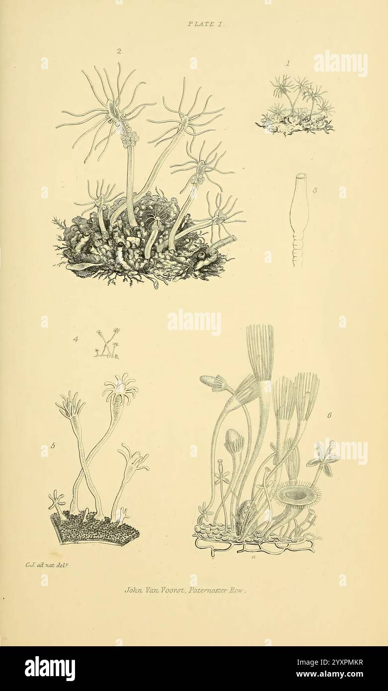 Bryozoa cnidaria ctenophora great britain marine animals hi-res stock ...