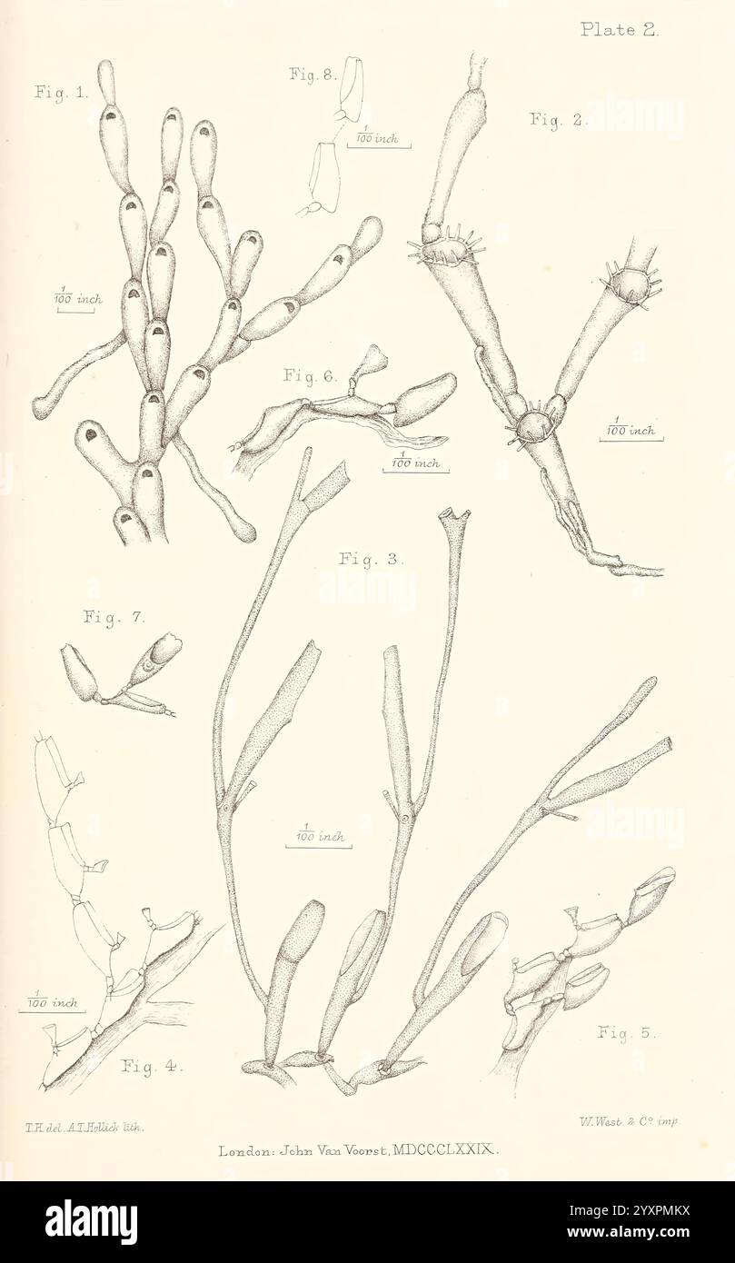 Illustrate additional forms hi-res stock photography and images - Alamy