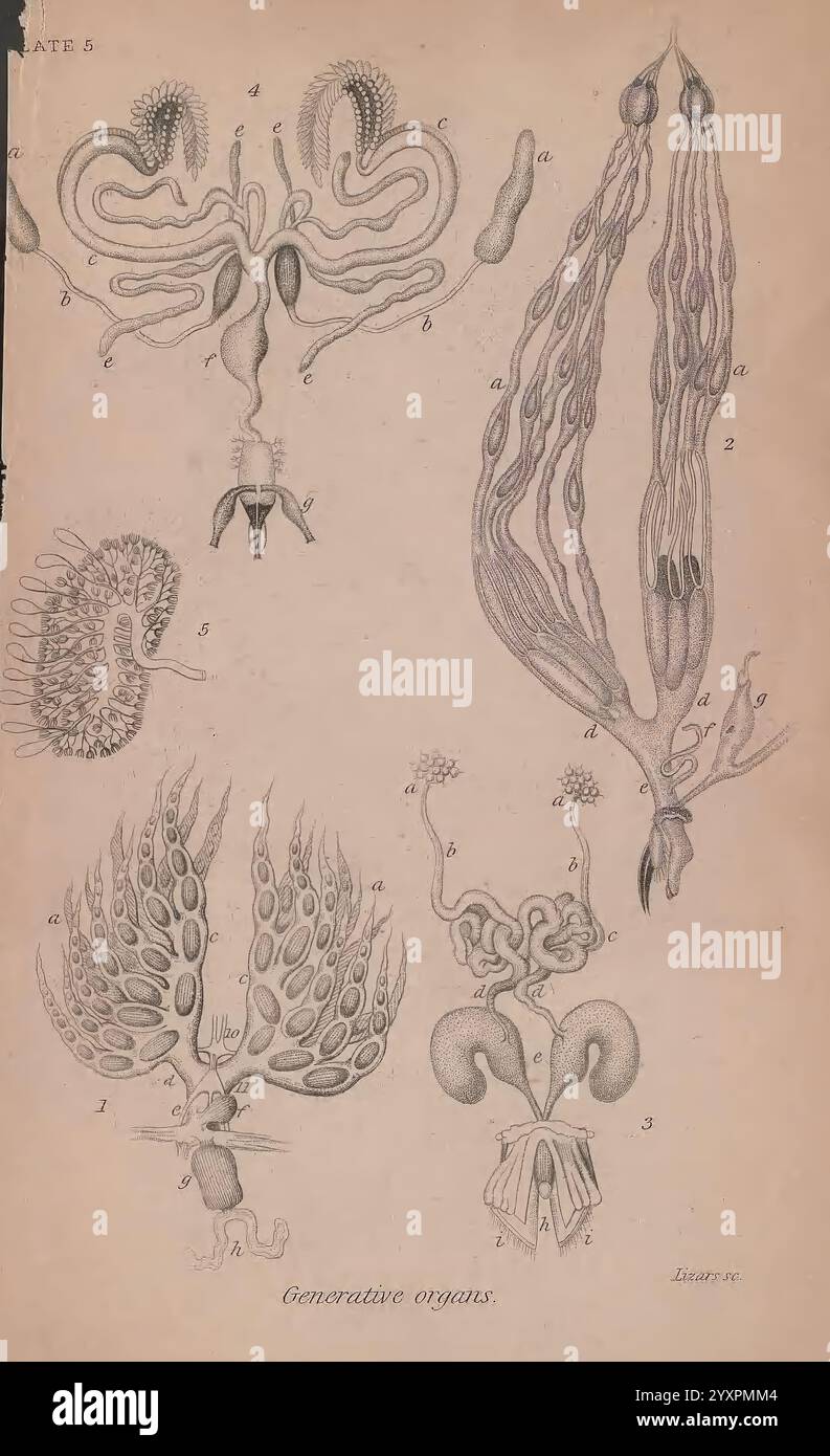 Diverse anatomical structures hi-res stock photography and images - Alamy