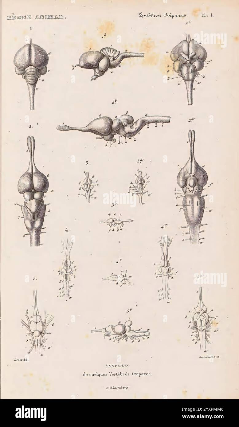 Le règne animal distribué d'après son organisation, Paris, 1836-1849 ...