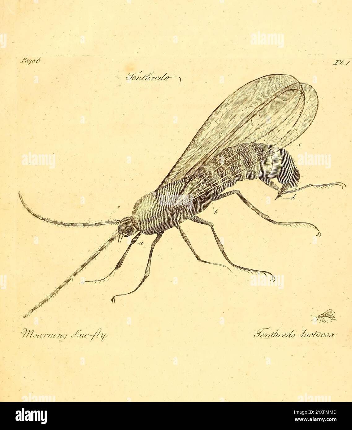 A decade of curious insects London, Printed for the author in St. James ...