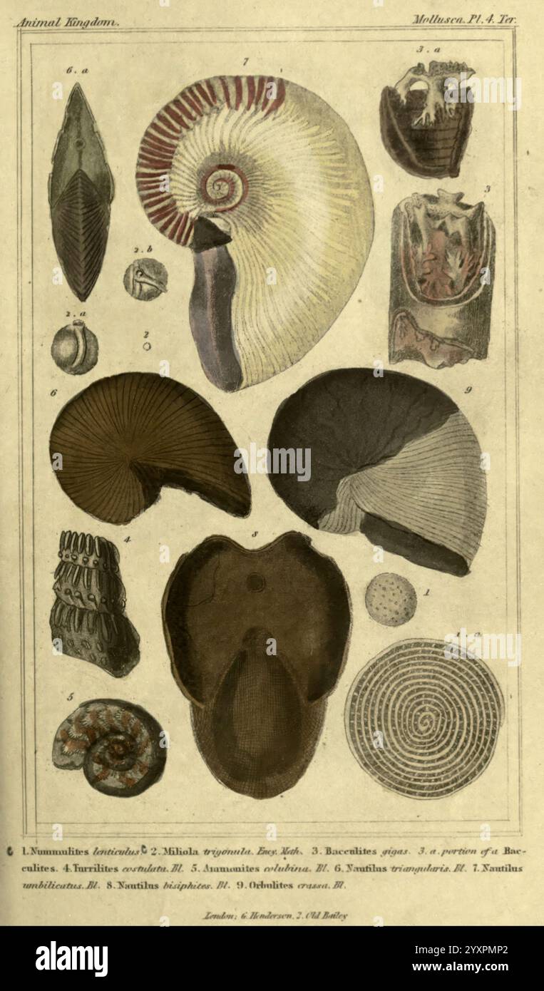 The, animal, kingdom, arranged, according, to, its, organization ...