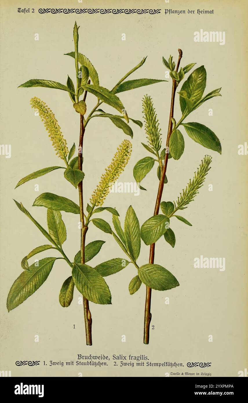 Pflanzen der Heimat Leipzig, Quelle und Meyer, 1913, Germany, Pictorial ...