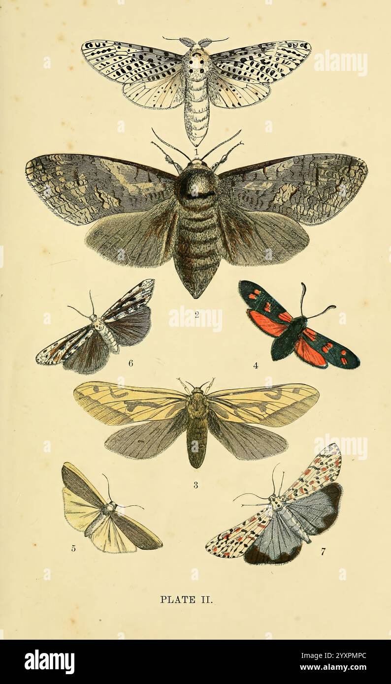 Eulepia cribrum hi-res stock photography and images - Alamy