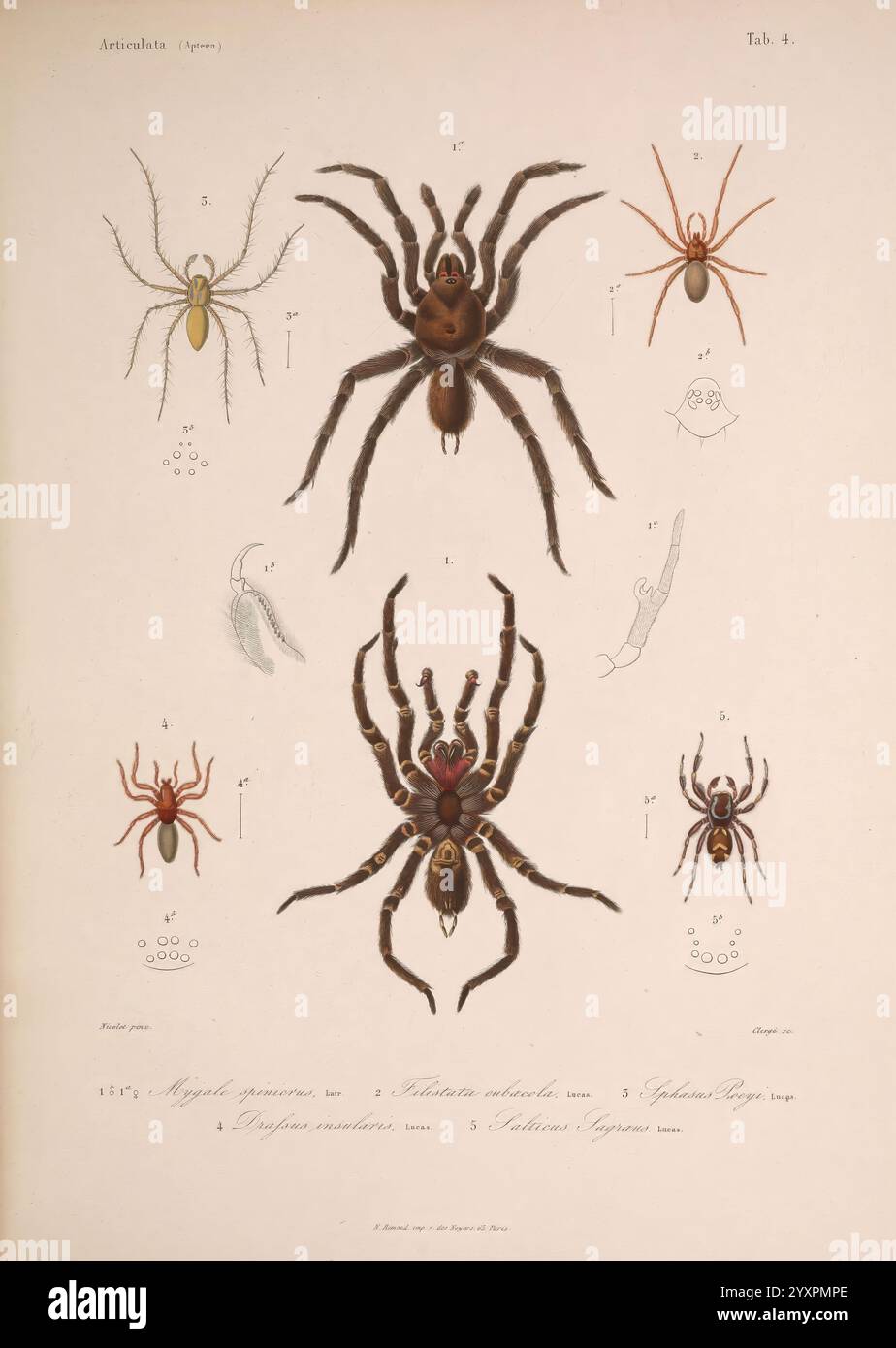 Filistata hibernalis hi-res stock photography and images - Alamy