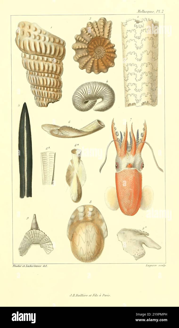 Squid captures attention hi-res stock photography and images - Alamy