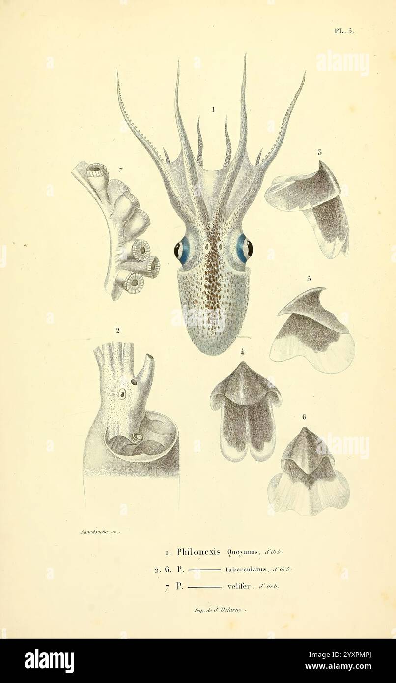 Mollusques vivants et fossiles. Atlas. Paris, Gide et Cie, éditeurs ...