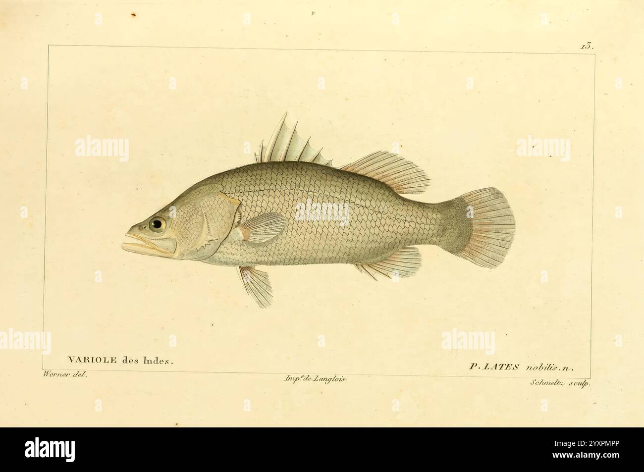 Histoire naturelle des poissons, Paris, Chez F. G. Levrault, 1828-1849 ...