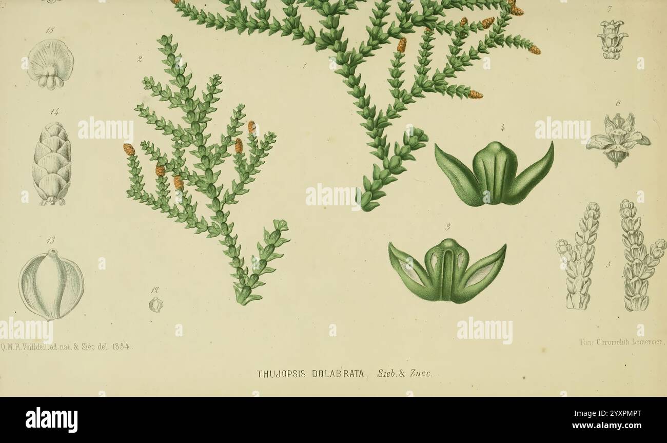 Sythoff 1854 1856 plants netherlands periodicals colonies hi-res stock ...