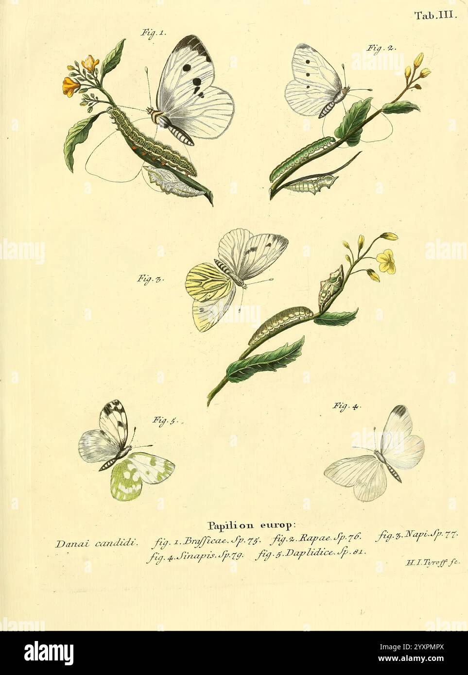 Die Schmetterlinge in Abbildungen nach der Natur, v.1 plates, Leipzig ...