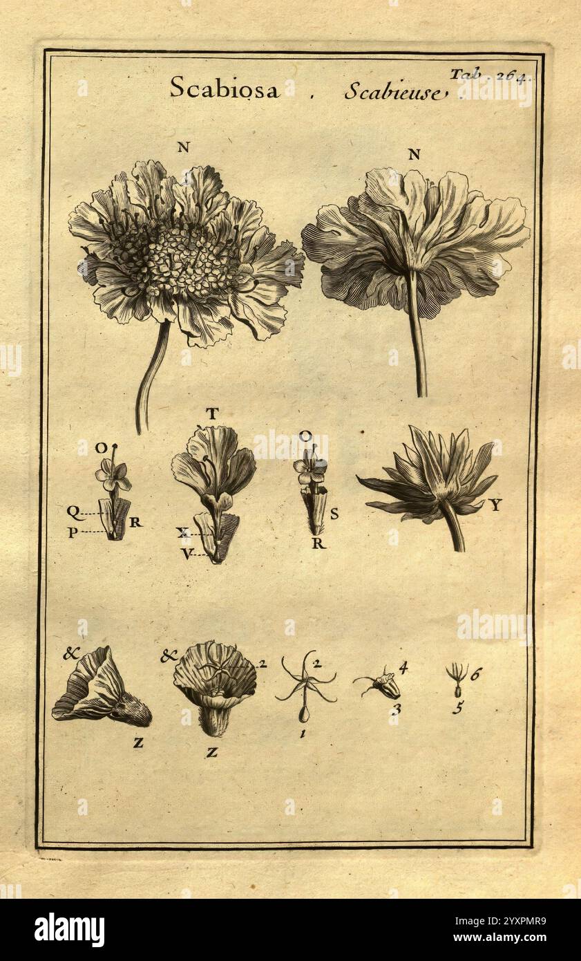 Detailed depictions of botanical structures hi-res stock photography ...