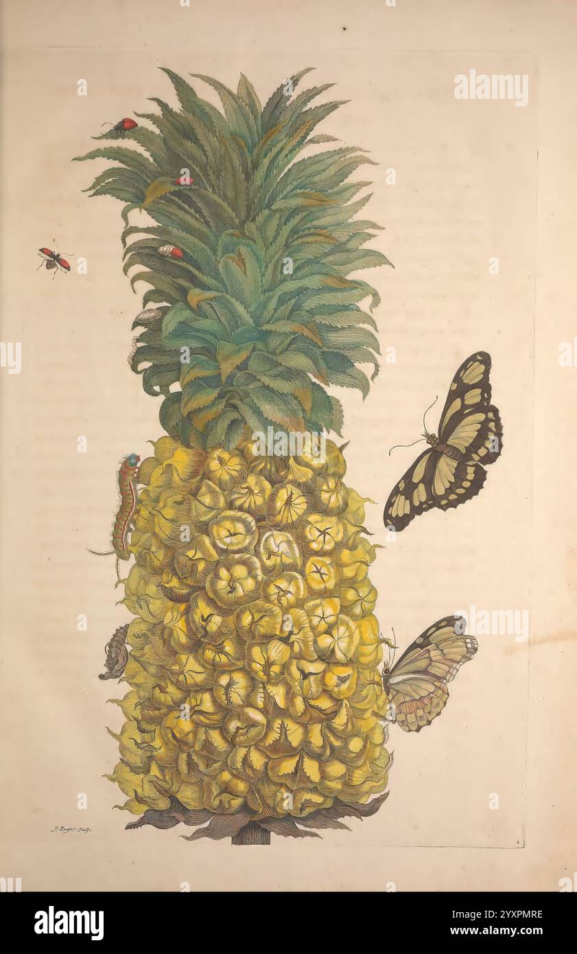 Metamorphosis insectorum surinamensium. Amsterdam, Voor den auteur, als ...