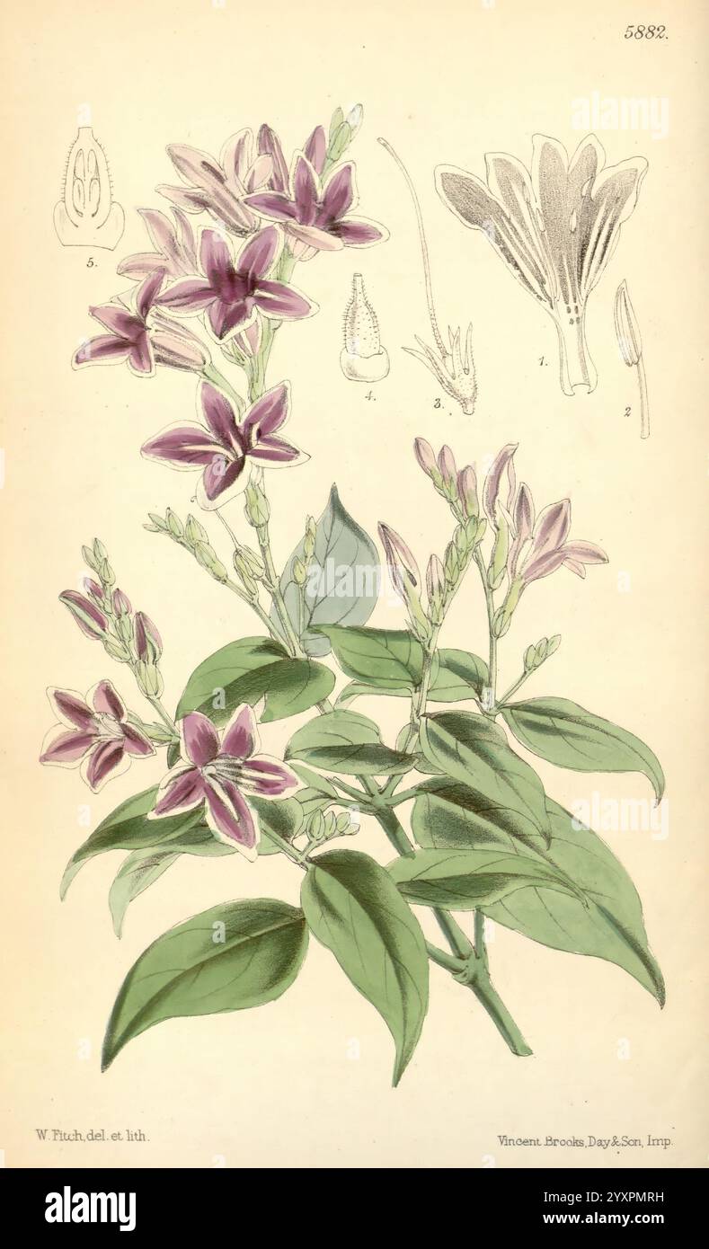 Curtis's, Botanical, Magazine, London, New York, Botany, Periodicals ...