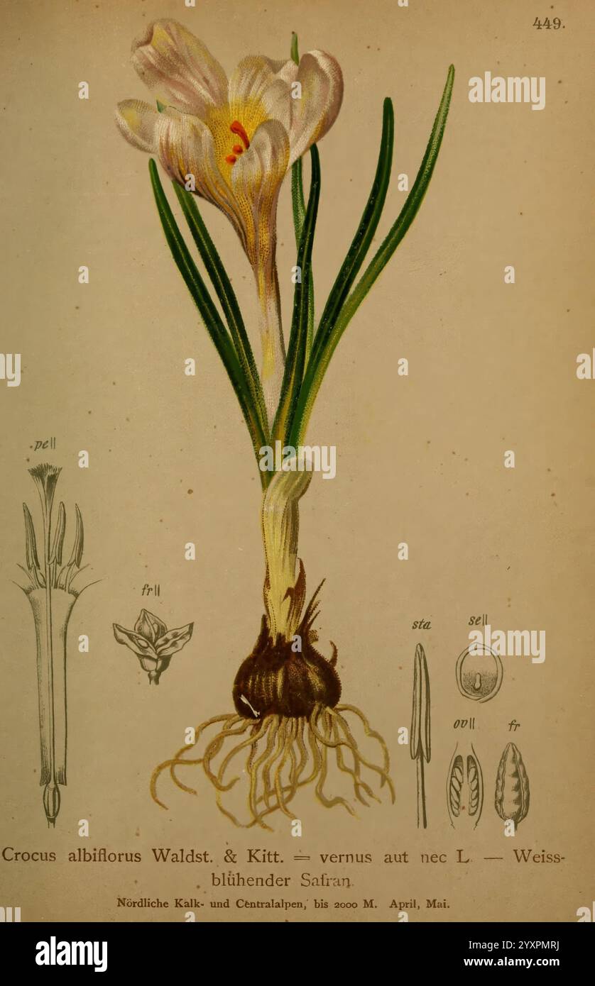 Sepal structures hi-res stock photography and images - Alamy