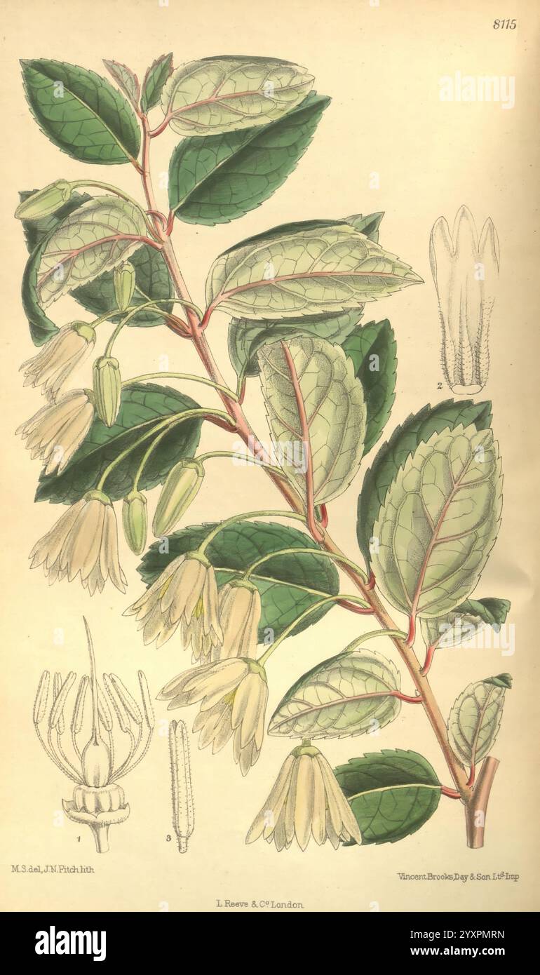 Curtis's Botanical Magazine London New York Botany Periodicals ...