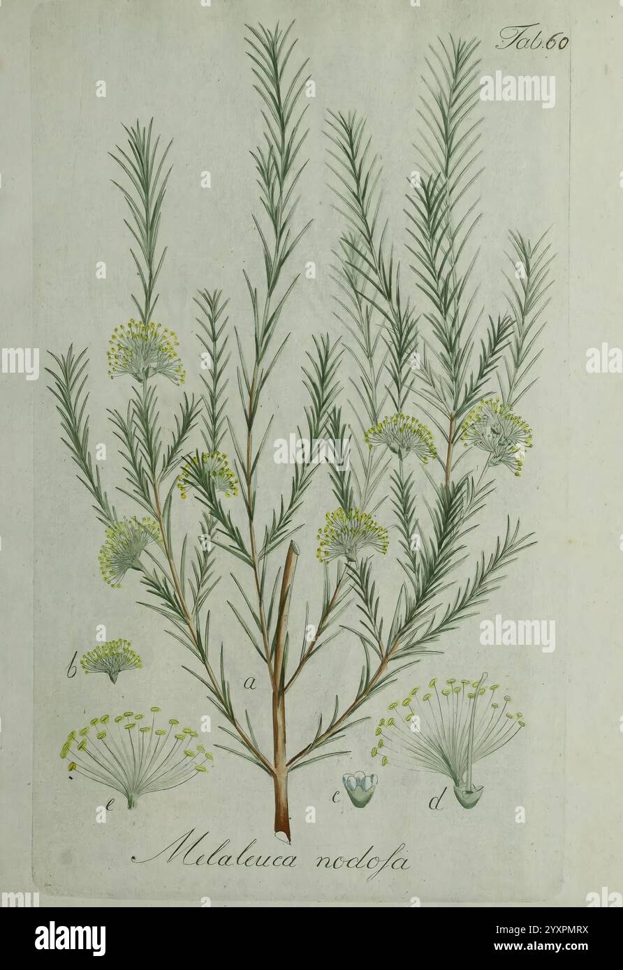 Collectio Plantarum Tam Exoticarum, Quam Indigenarum, Cum Delineatione ...