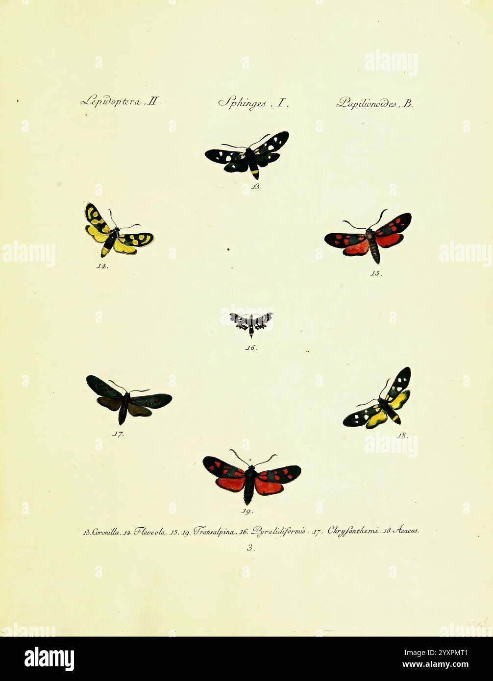 Hübner's, papilio, S.l, s.n, 1796-1841, lepidoptera, A collection of ...