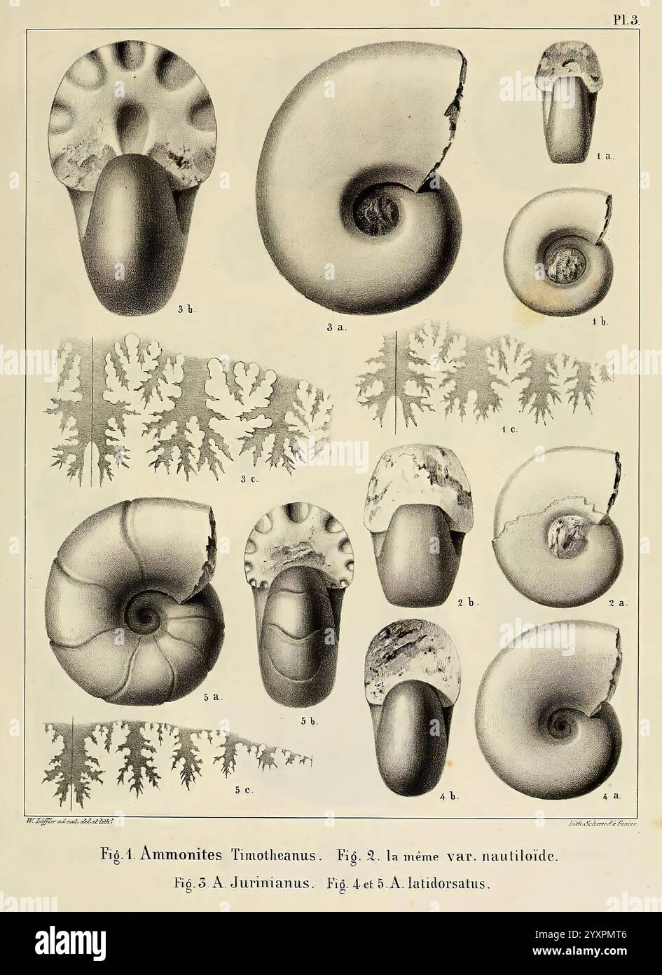 Description des mollusques fossiles qui se trouvent dans les grès verts ...