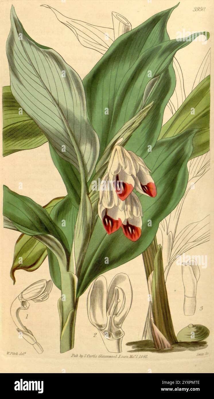 Main flower depicts hi-res stock photography and images - Alamy