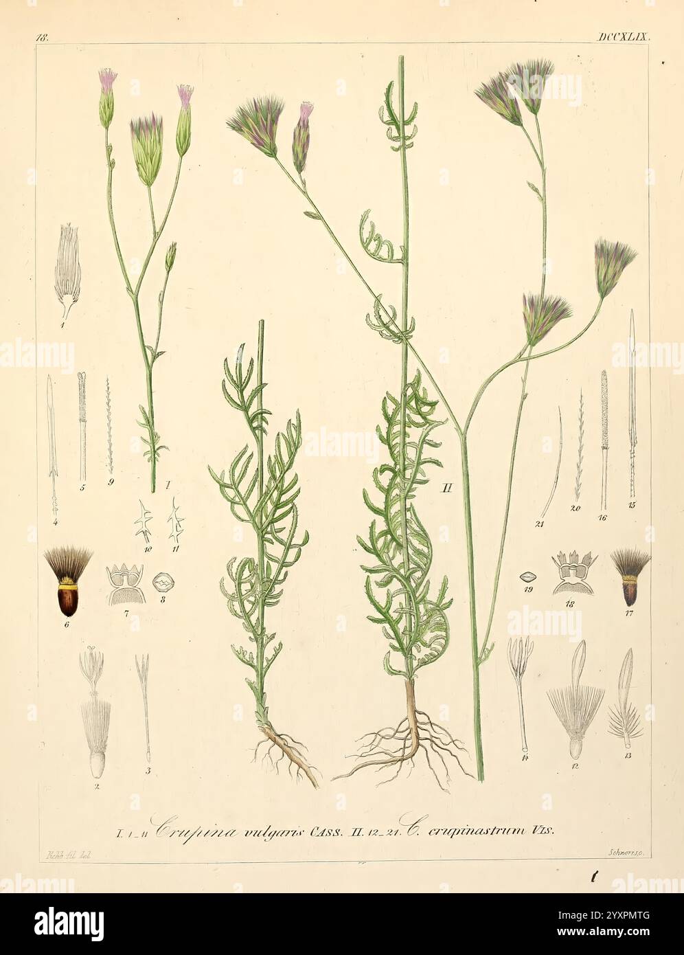 Several detailed botanical drawings hi-res stock photography and images ...