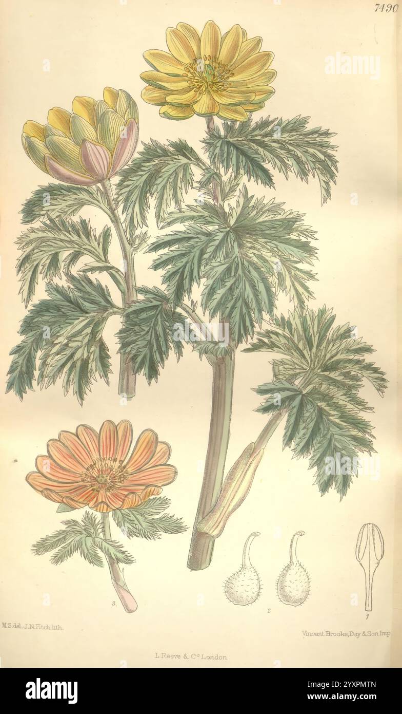 Two vibrant anemone flowers hi-res stock photography and images - Alamy