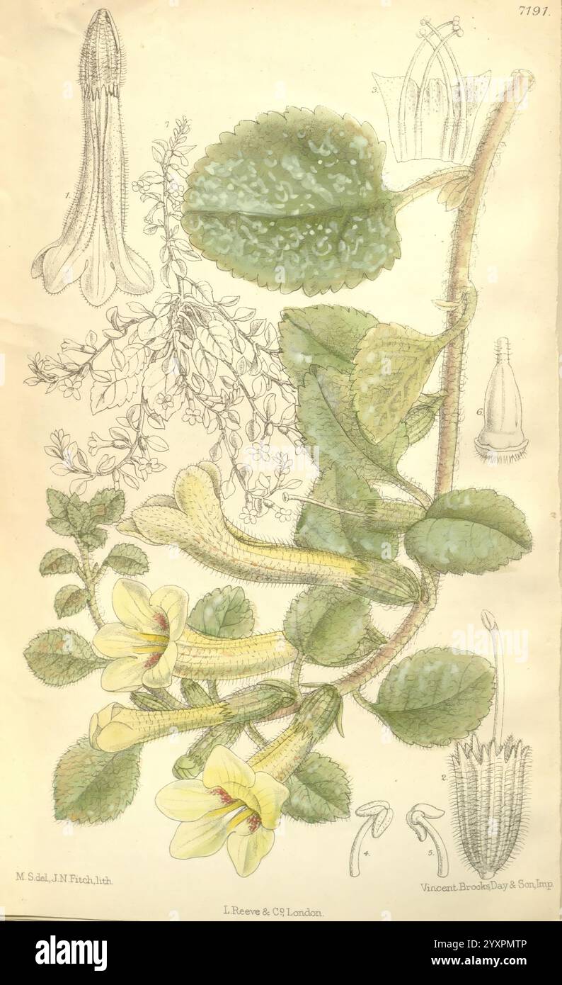 Elongated green seed pods hi-res stock photography and images - Alamy