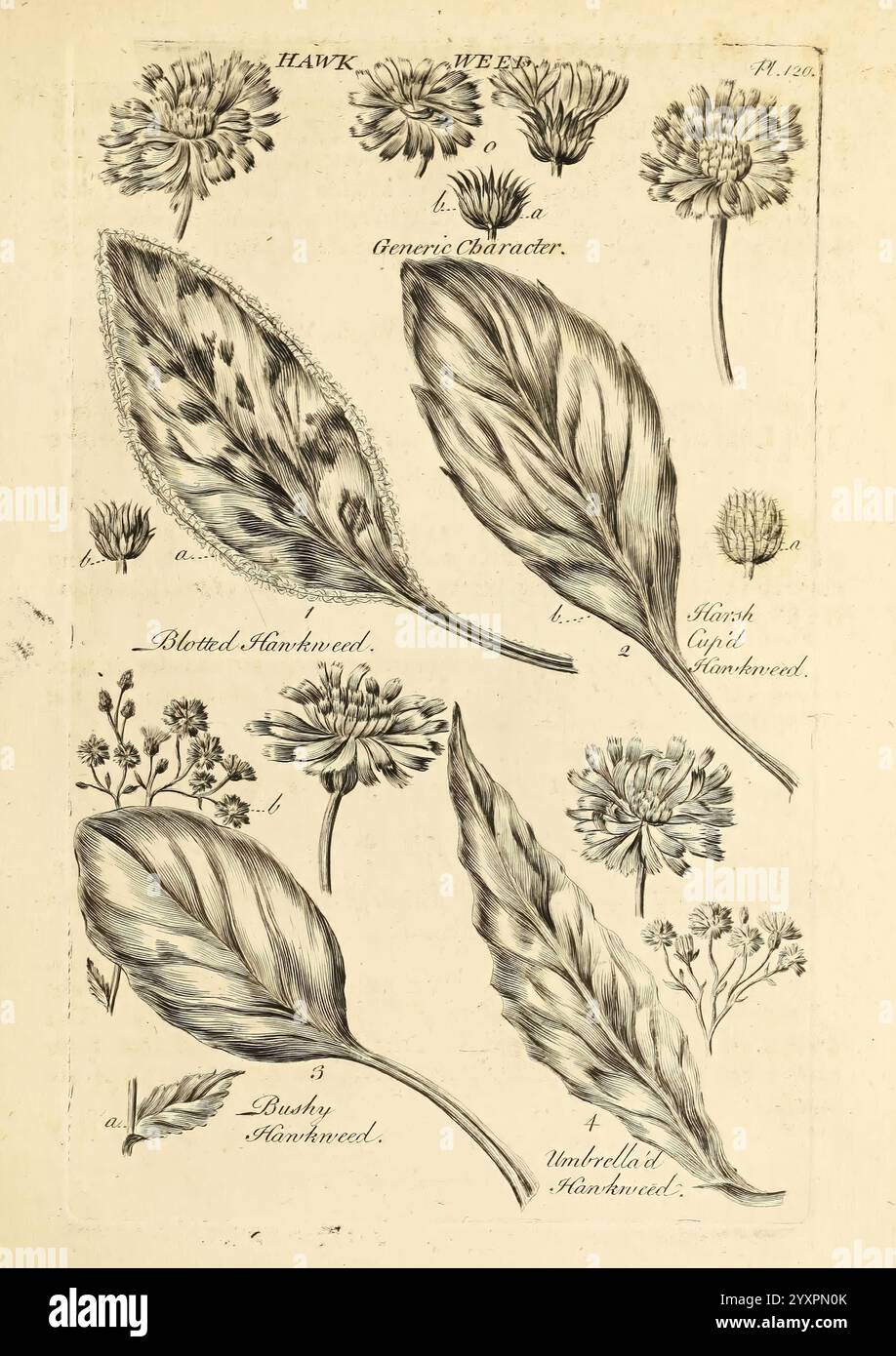 Leaf displays unique textures hi-res stock photography and images - Alamy