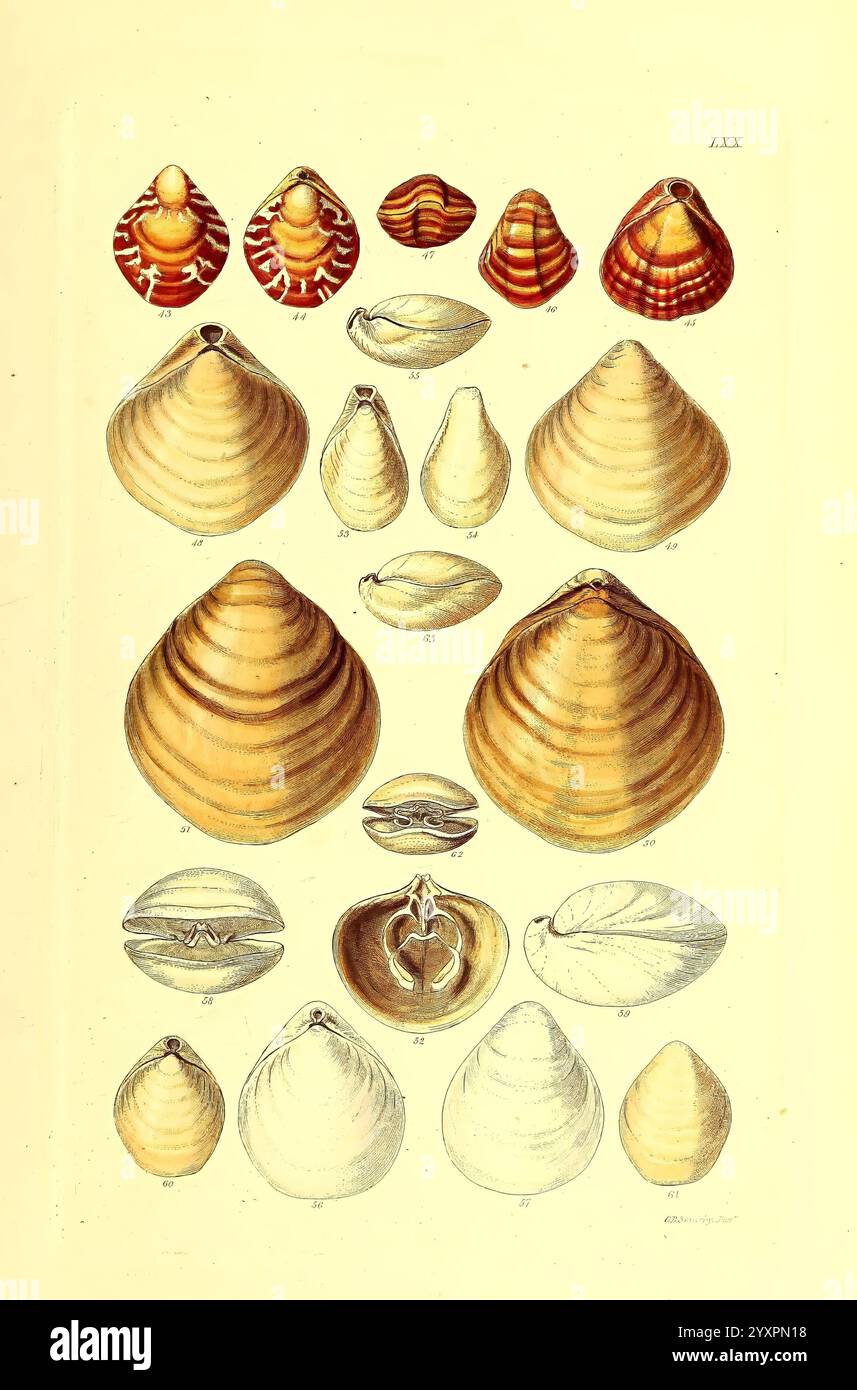 Top section displays two distinct shapes hi-res stock photography and ...