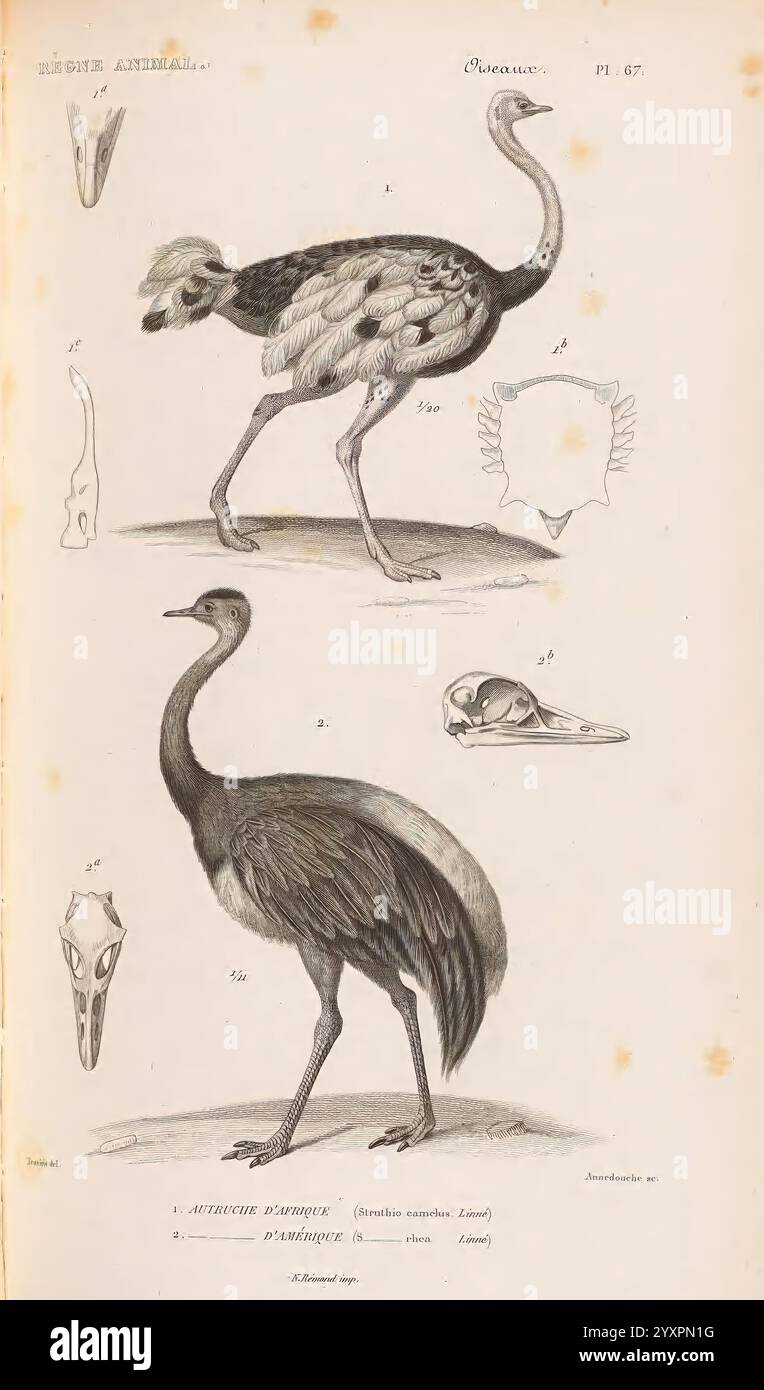 Distinctive skeletal structures hi-res stock photography and images - Alamy