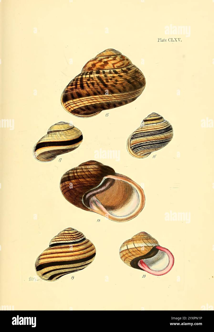 Revealing subtle stripes hi-res stock photography and images - Alamy