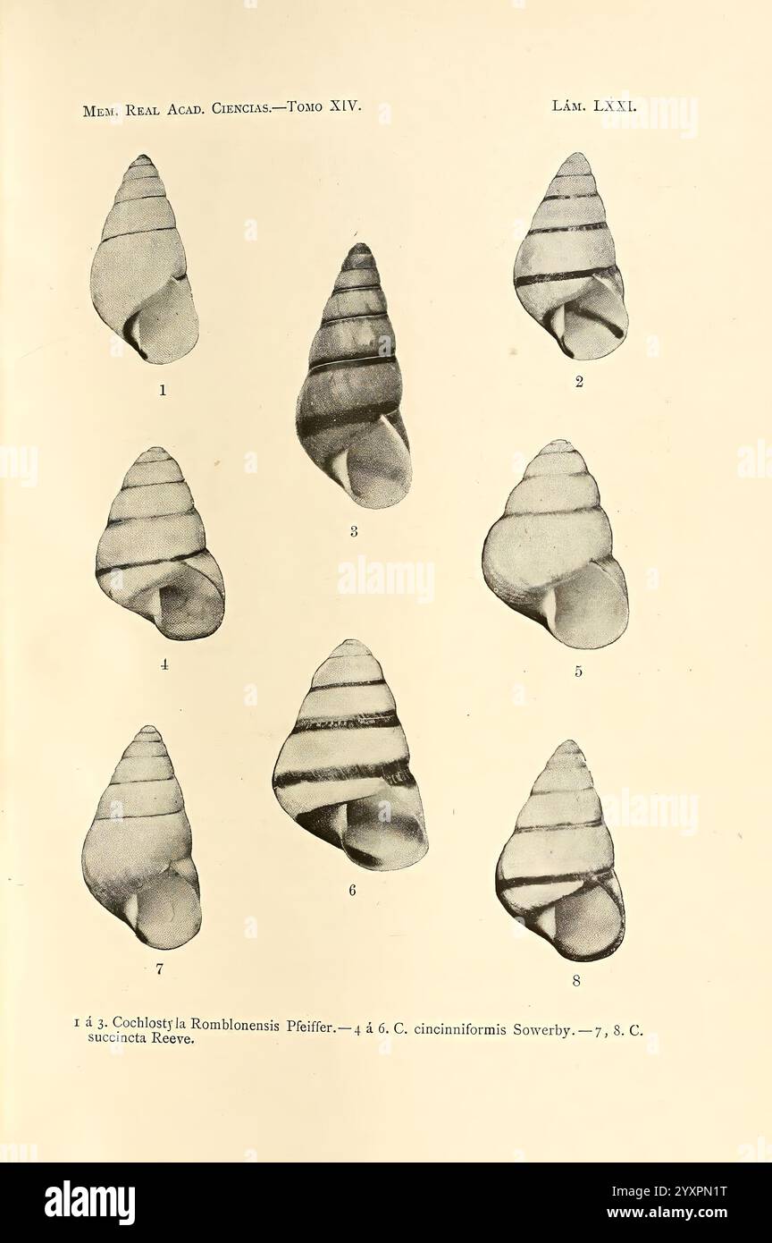 Diversity within shell morphology hi-res stock photography and images ...