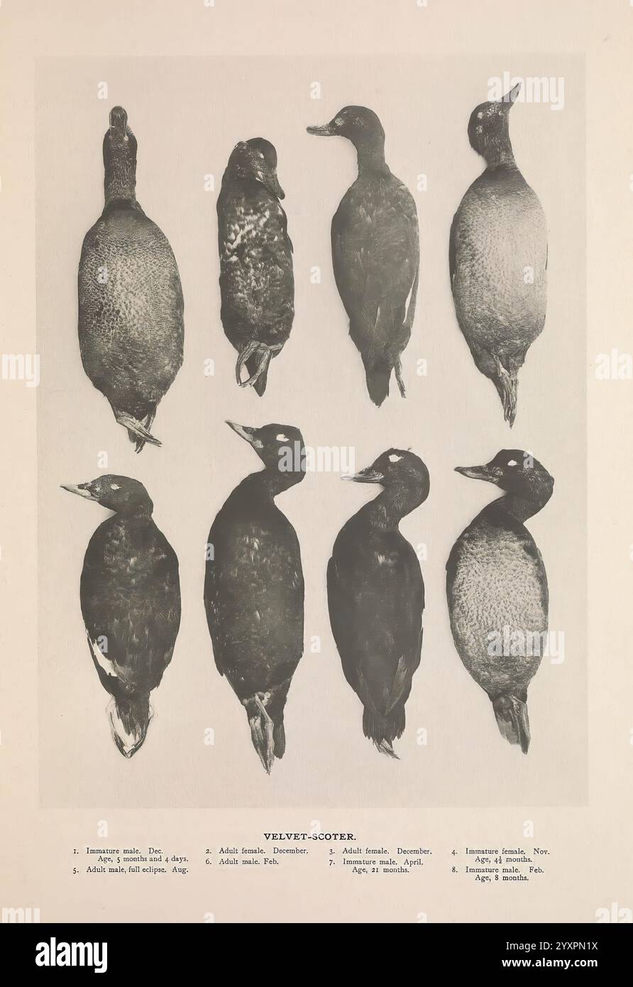 British diving ducks, London, Longmans, Green and Co, 1913, birds ...