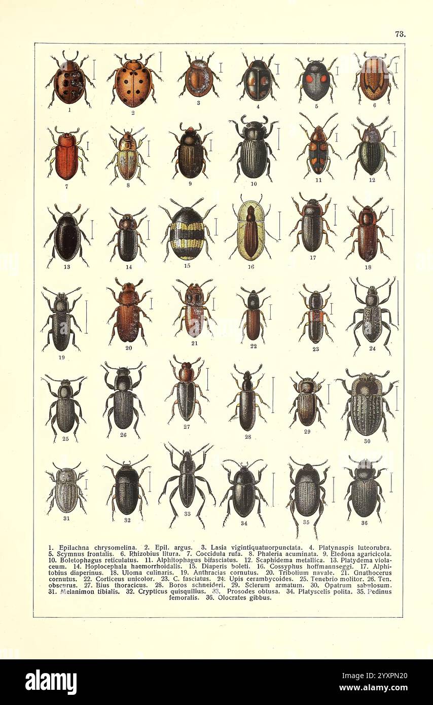 Zhuki Rossii i zapadnoĭ Evropy, S.-Peterburg, Devrien, 1905-1915 ...