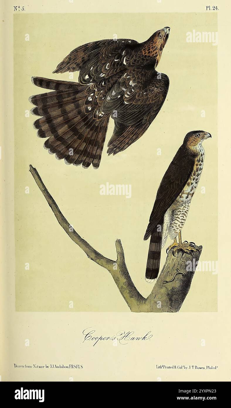 The, birds, of, America, New York, G.R, Lockwood, 1871, c1839, birds ...