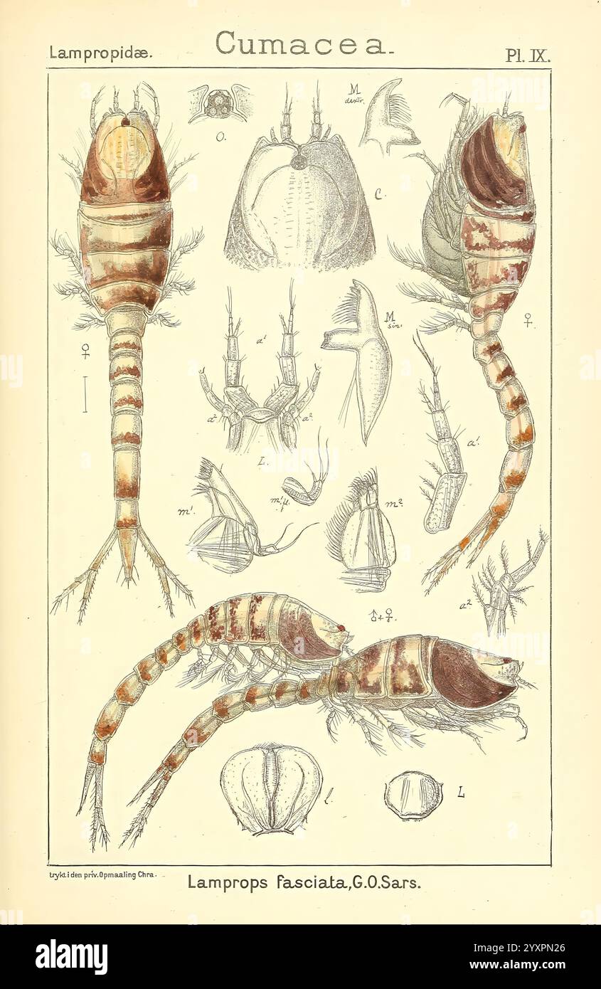 Two additional diagrams hi-res stock photography and images - Alamy