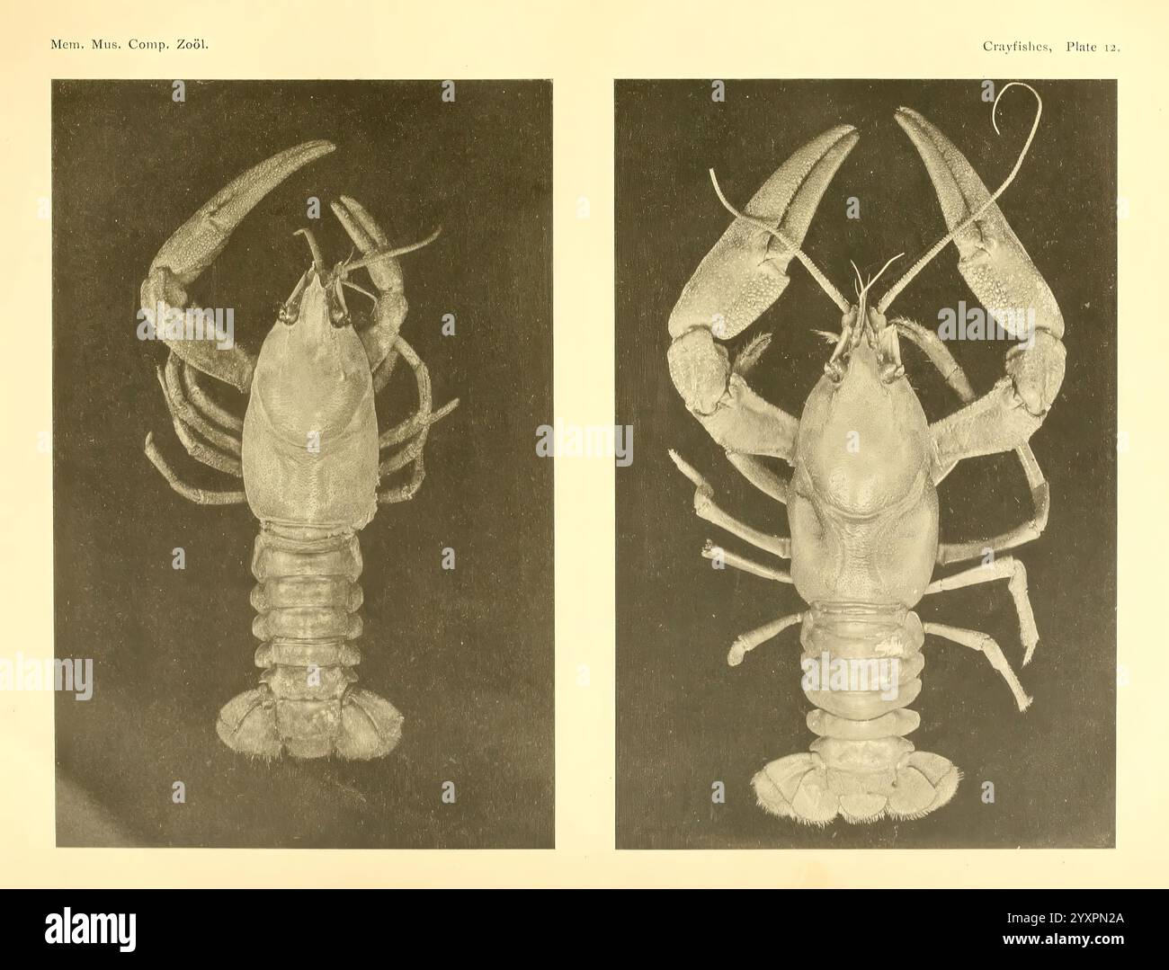 Notes on the crayfishes in the United States National Museum and the ...