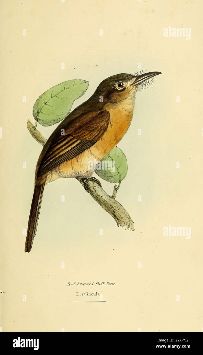 A selection of the birds of Brazil and Mexico, the drawings 1841, birds ...