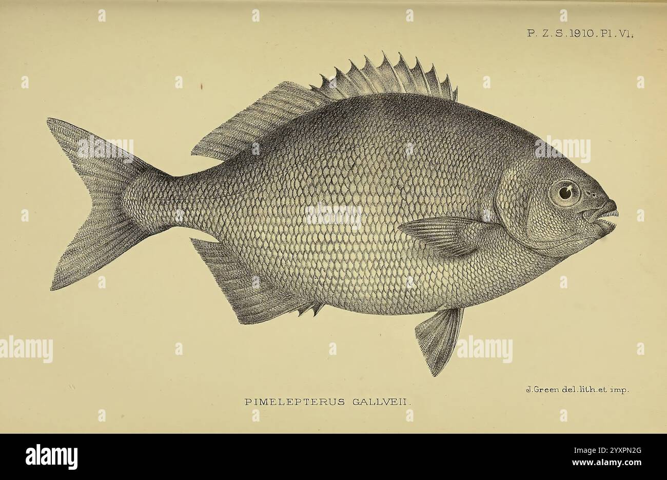 Remarkable fish species hi-res stock photography and images - Alamy