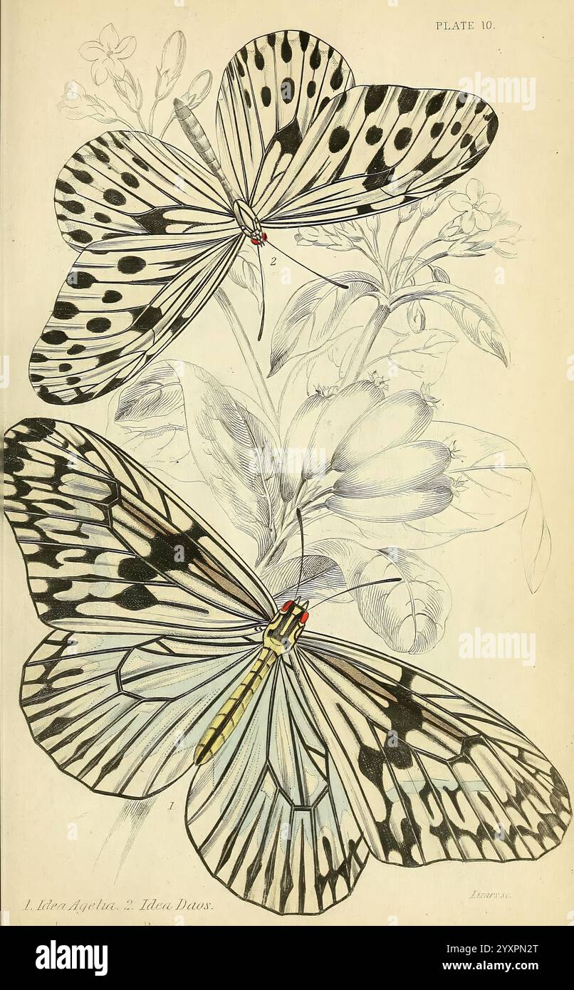 Foreign, butterflies, Edinburgh, Henry G. Bohn, 1858., Two beautifully ...