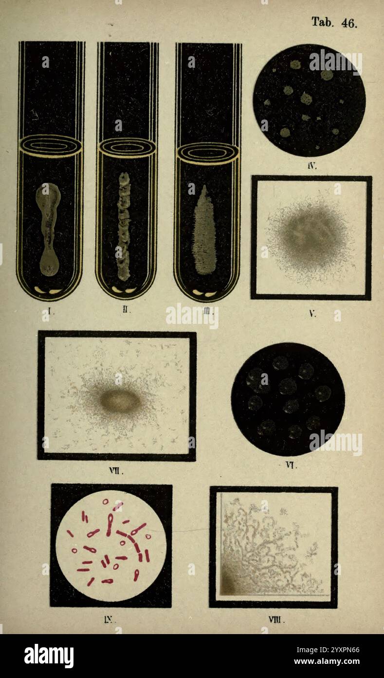 Top row features three distinct specimens hi-res stock photography and ...