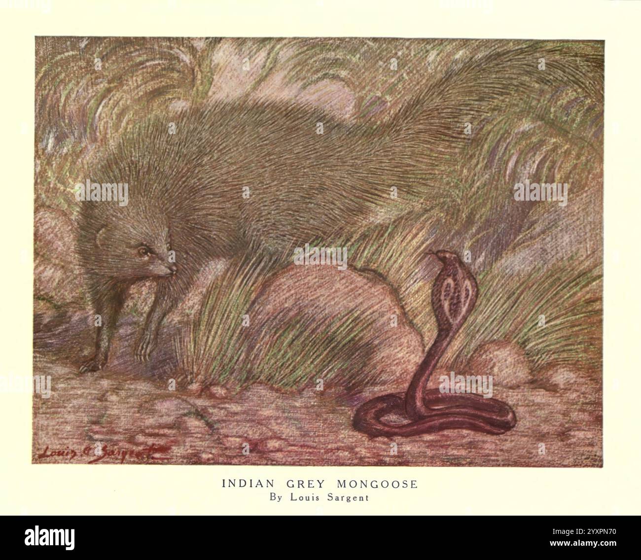 Indian mongoose snake hi-res stock photography and images - Alamy