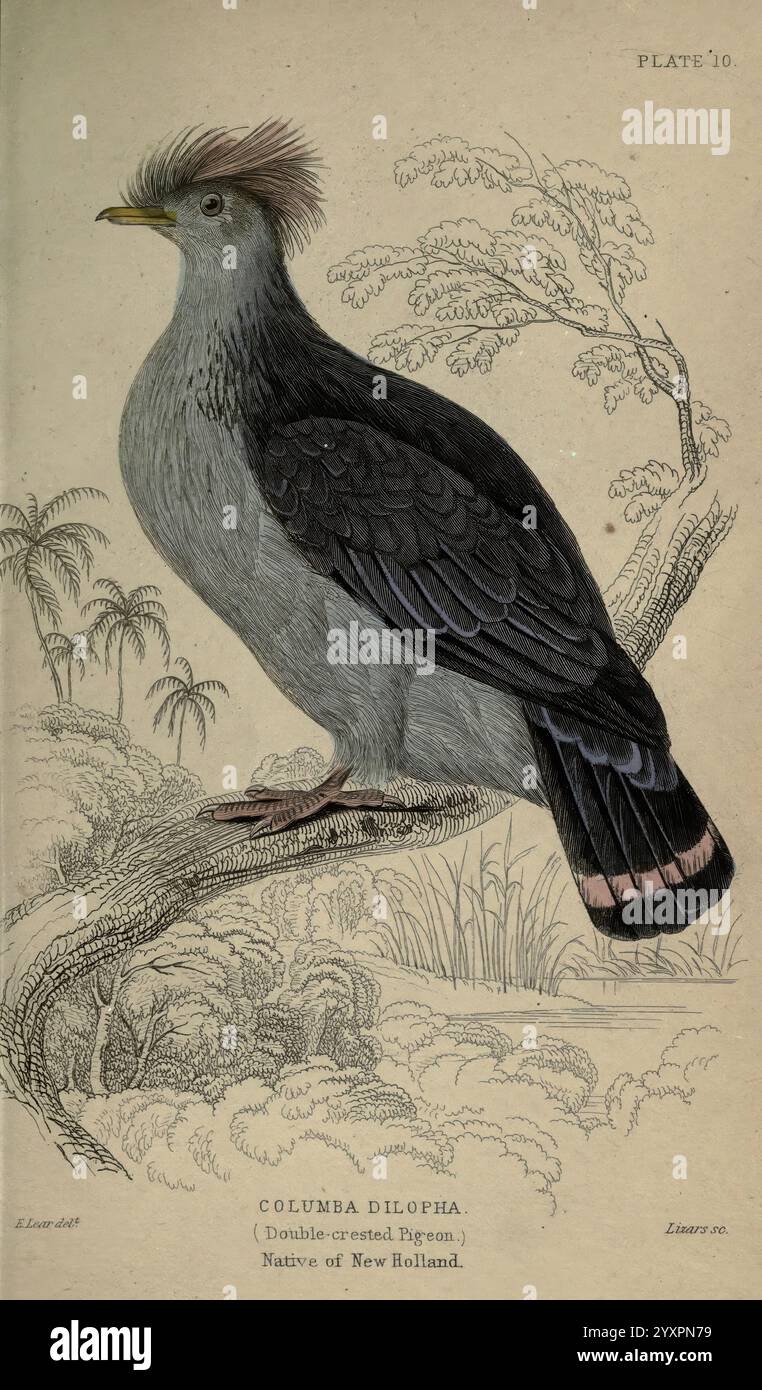 Lush foliage indicates hi-res stock photography and images - Alamy