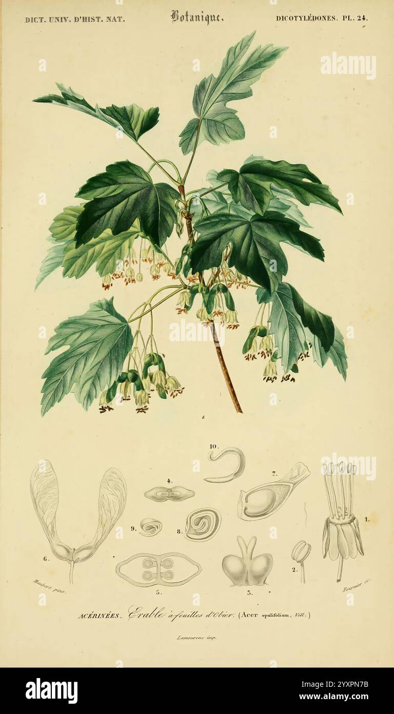 Dictionnaire universel d'histoire naturelle. v. 3, 1849 Atlas Zoologie ...